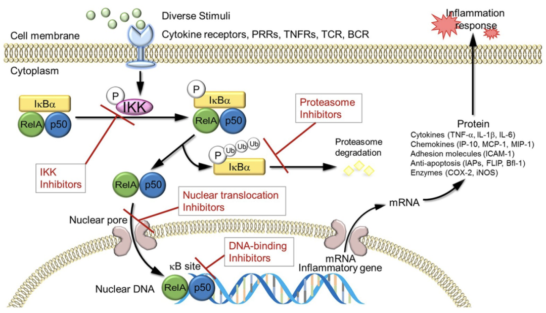 Cytek® Amnis® ImageStream®X Mk II流式图像交互，领略NF-κB 核转位之旅-公司新闻-Cytek ...