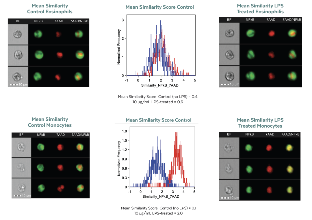 Cytek® Amnis® ImageStream®X Mk II流式图像交互，领略NF-κB 核转位之旅-公司新闻-Cytek ...