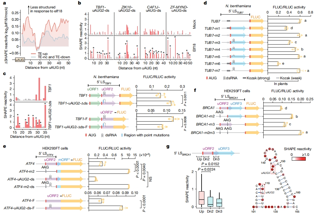 Ribo-seq与RNA-seq联合分析揭示uAUG-ds翻译调控机制 - 企业动态 - 丁香通