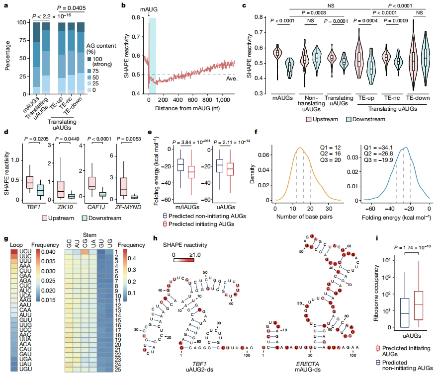 Ribo-seq与RNA-seq联合分析揭示uAUG-ds翻译调控机制 - 企业动态 - 丁香通