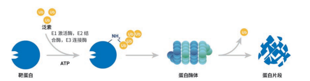 IPHASE/汇智和源 PROTAC体外DMPK研究一站式产品解决方案 - 企业动态 - 丁香通