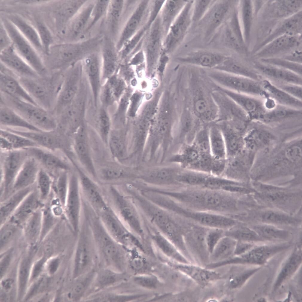 H9C2细胞、H9c2(2-1) 大鼠心肌细胞、H9C2细胞系价格_品牌:ATCC,ECACC,ScienCell, DSMZ, RIKEN ...