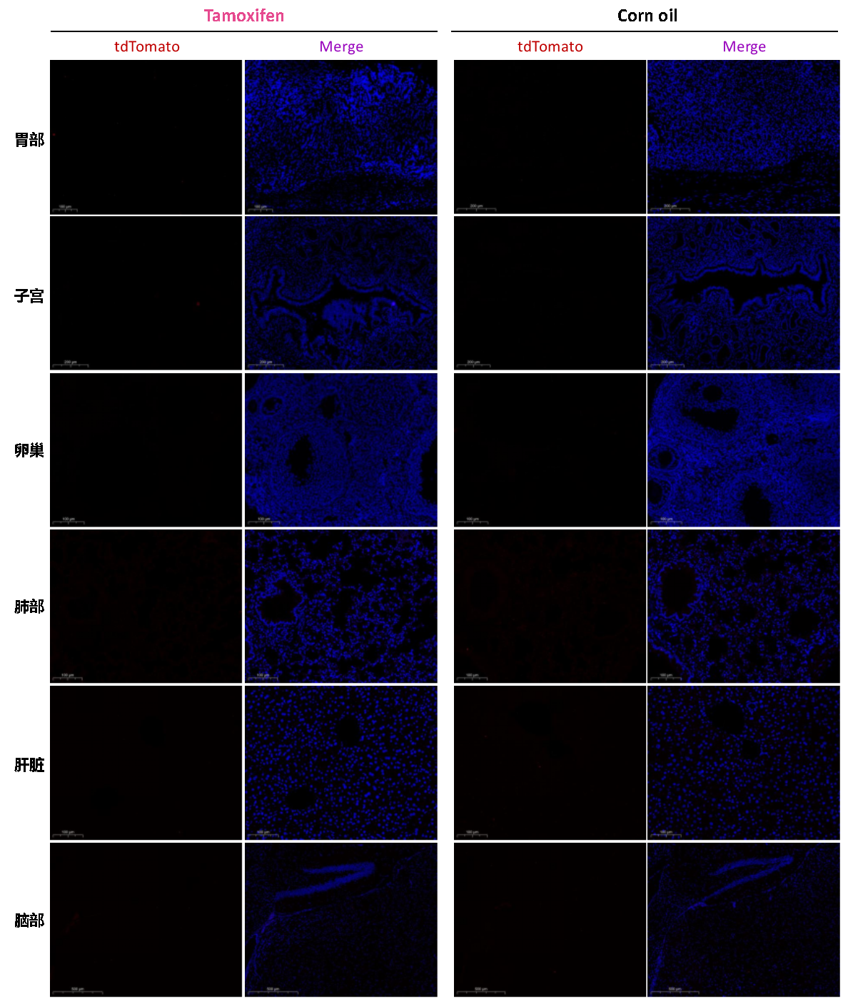 新品上架：Pdx1-CreERT2小鼠，寻找更好的胰腺特异性工具鼠模型 - 企业动态 - 丁香通