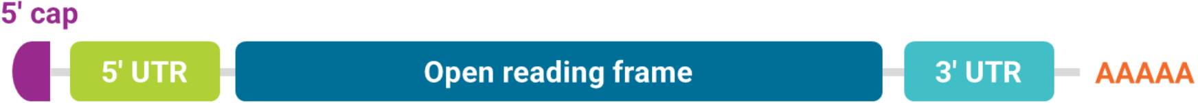 CleanCap®M6 mRNAs - 企业动态 - 丁香通