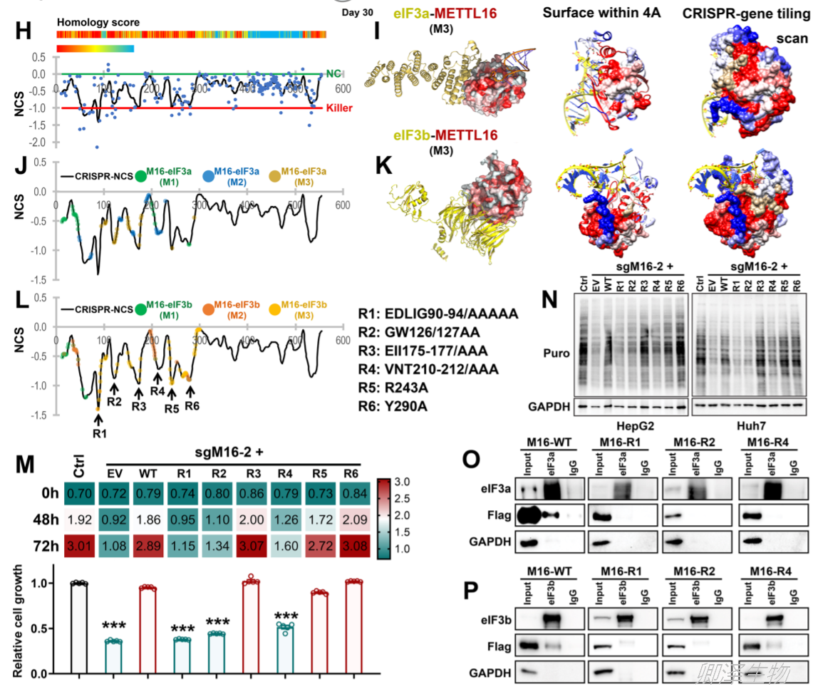 J Hematol Oncol. | Polysome profiling和Ribo-seq助力挖掘肝癌中的METTL16的功能及机制-公司 ...
