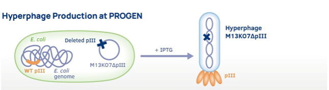 辅助噬菌体系统（The hyperphage system ----重组抗体研发 - 企业动态 - 丁香通