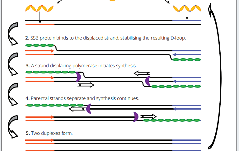 TwistAmp®试剂盒为科学家提供了一种简单的方法来进行重组酶聚合酶扩增(RPA) - 企业动态 - 丁香通