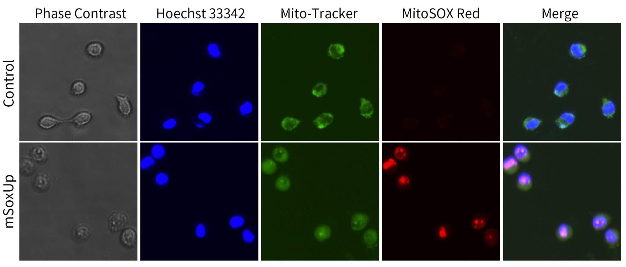 线粒体超氧化物检测试剂盒(MitoSOX Red)价格_品牌:碧云天（beyotime）-丁香通