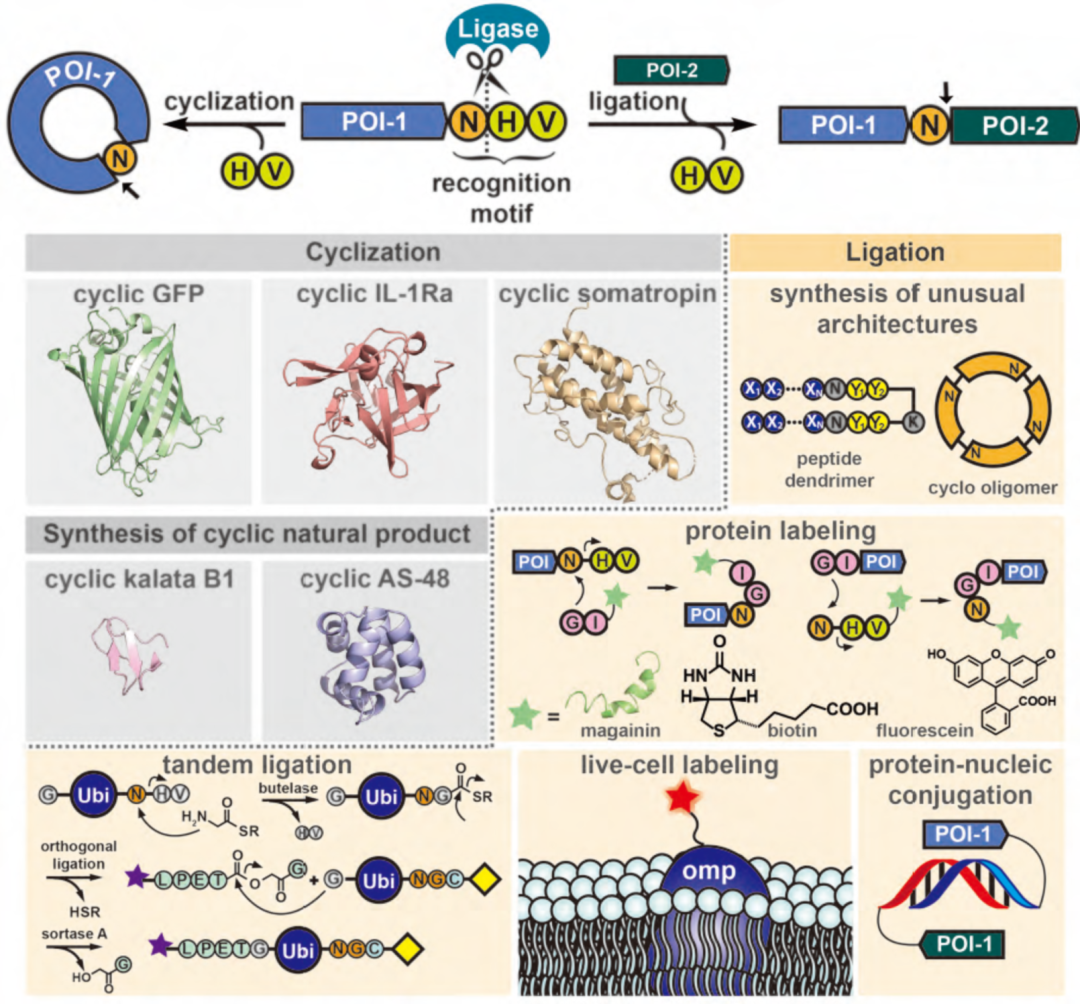 新品 | 重组多肽连接酶Butelase 1 上市！！！-公司新闻-广州英赞生物科技有限公司