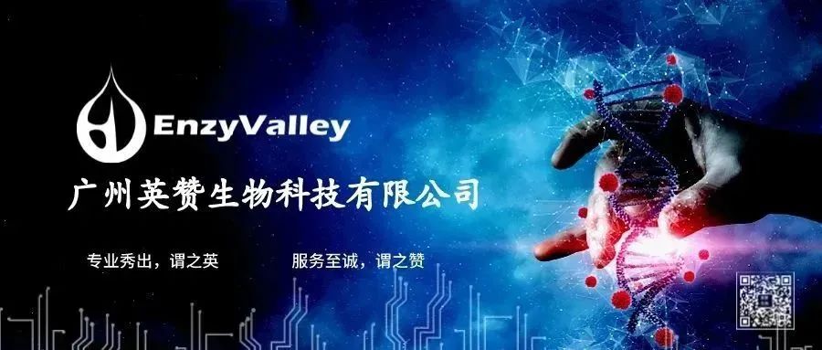 新品 | 重组多肽连接酶Butelase 1 上市！！！-公司新闻-广州英赞生物科技有限公司