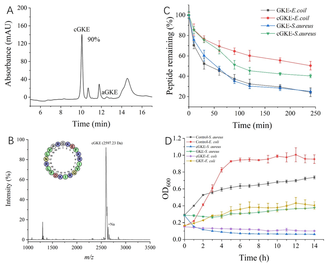 新品 | 重组多肽连接酶Butelase 1 上市！！！-公司新闻-广州英赞生物科技有限公司