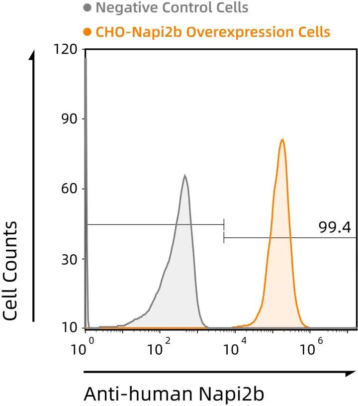 八次跨膜蛋白NaPi2b—肺癌与卵巢癌治疗的种子选手？ - 企业动态 - 丁香通
