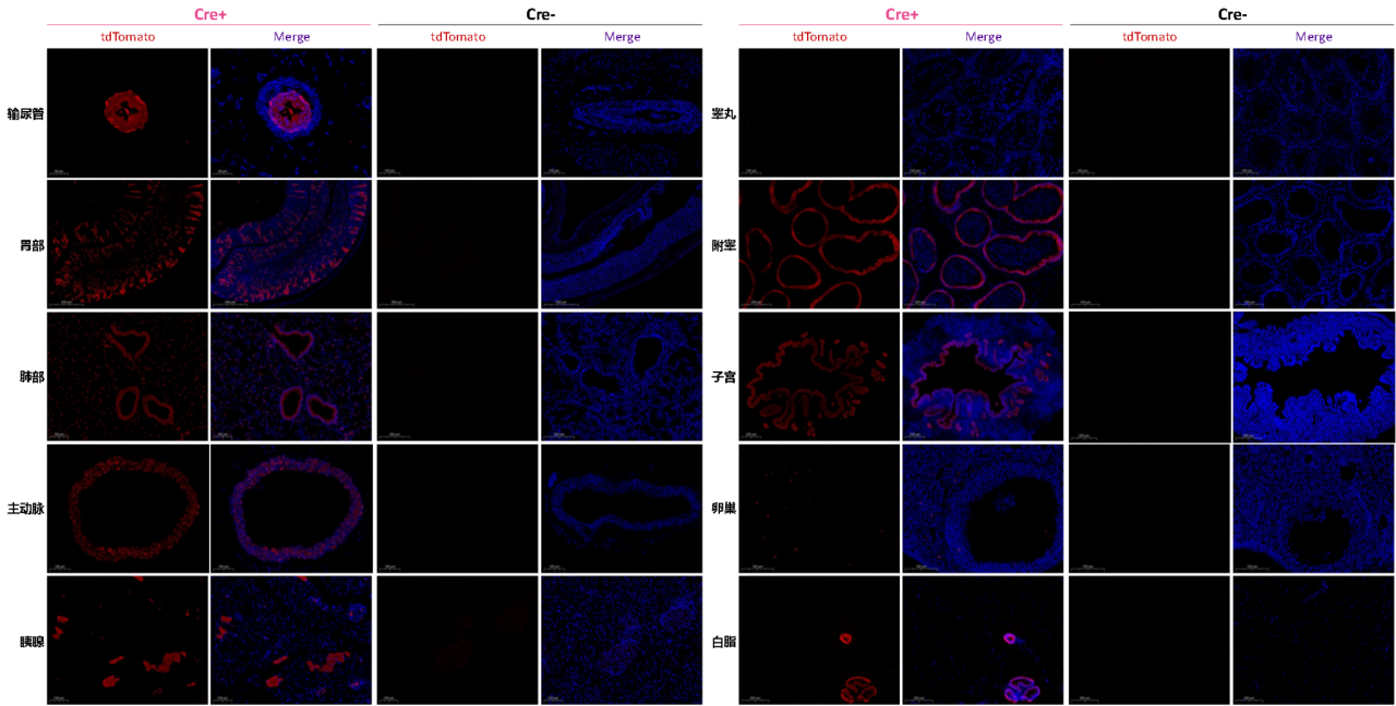 工具鼠系列：MerCreMer与CreERT2的诱导方式有何异同？_公司新闻_赛业（苏州）生物科技有限公司
