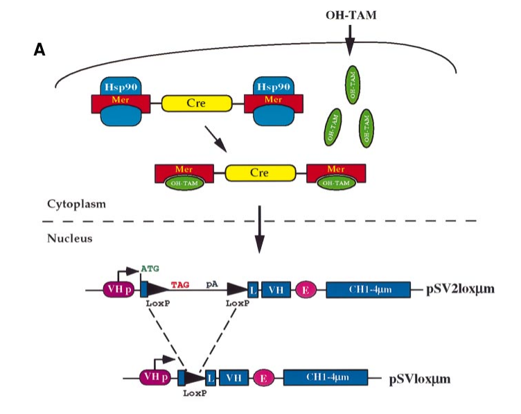 工具鼠系列：MerCreMer与CreERT2的诱导方式有何异同？-公司新闻-赛业（苏州）生物科技有限公司