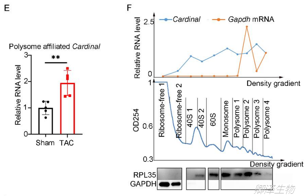 J Clin Invest. | Ribo-seq和Polysome profiling技术助力挖掘 可调控翻译的lncRNA-公司新闻-广州 ...