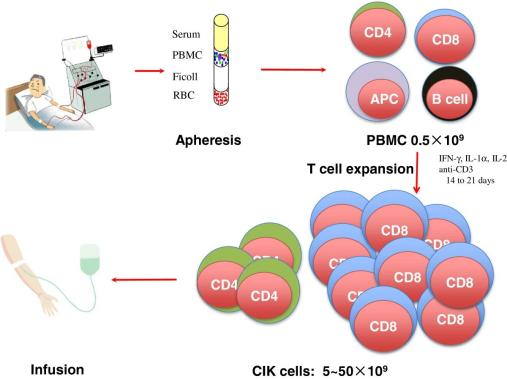 CIK细胞制备方法及细胞因子的作用-公司新闻-翌圣生物科技（上海）股份有限公司