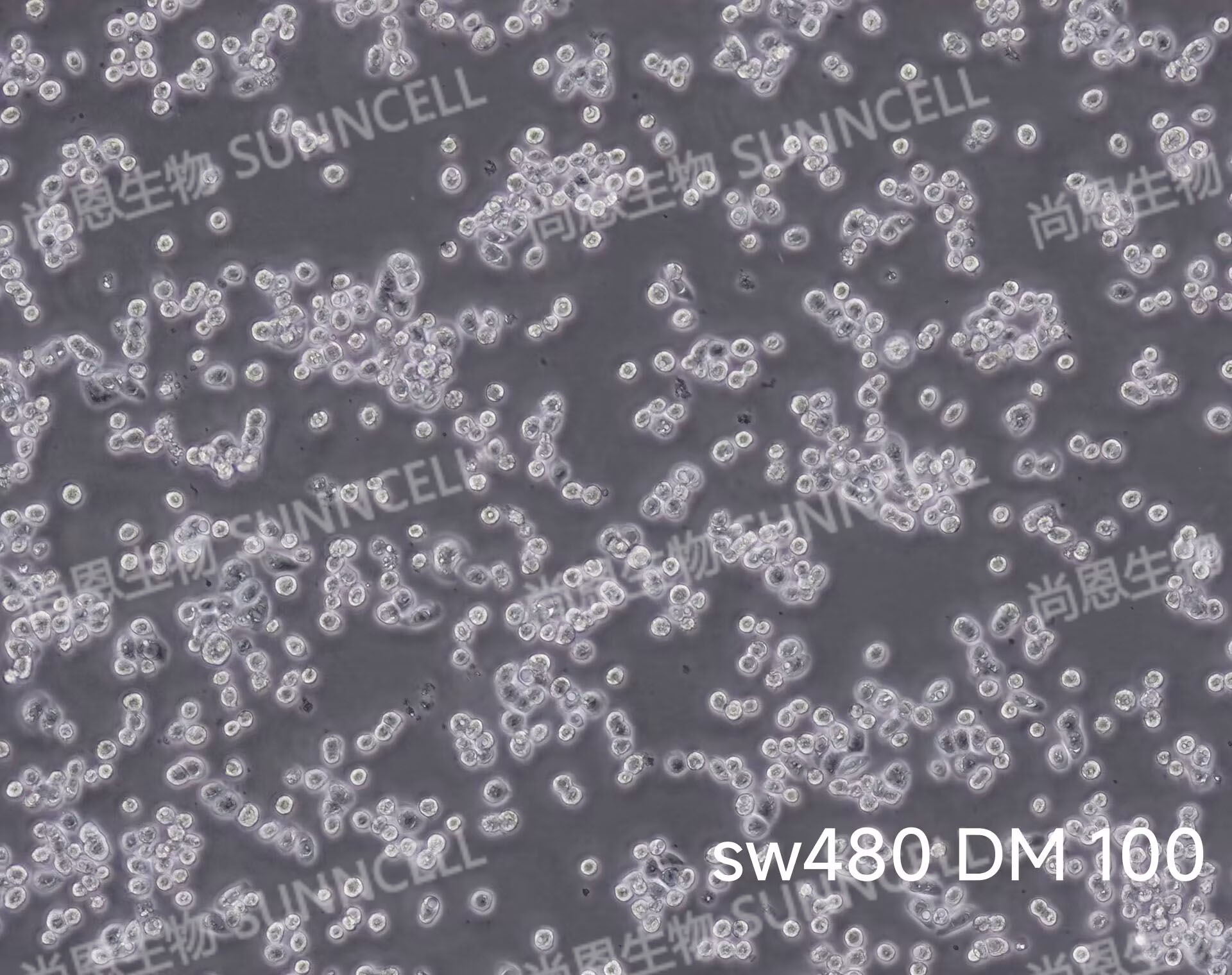 细胞攻略 | SW480(人结肠腺癌细胞)培养教程 - 企业动态 - 丁香通