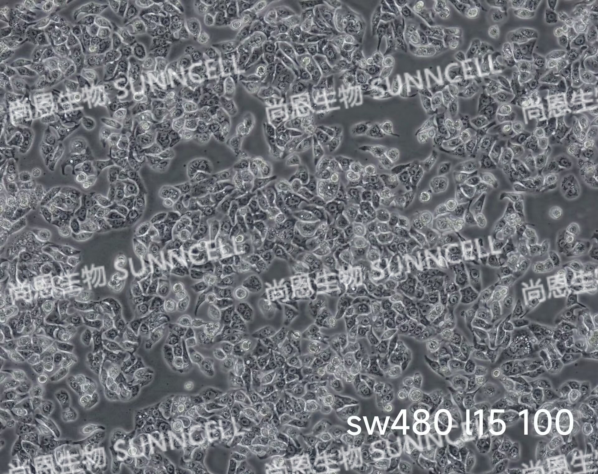 细胞攻略 | SW480(人结肠腺癌细胞)培养教程 - 企业动态 - 丁香通