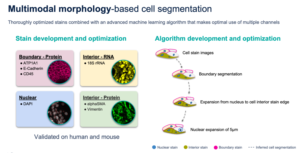 突破！10x Genomics Xenium技术实现基因原位检测新高度，空间生物学文章大爆发？ - 企业动态 - 丁香通