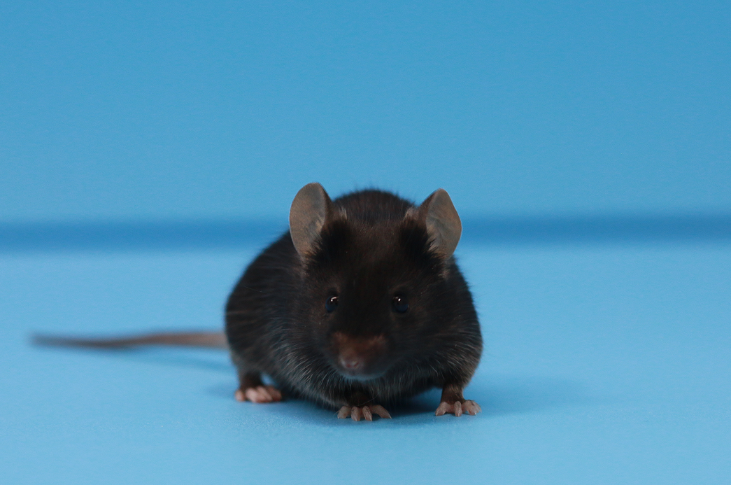 实验动物小课堂：一起走进C57BL/6小鼠的前世今生_公司新闻_丁香通