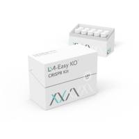 快速高尔基染色试剂盒 FD Rapid GolgiStain Kit PK-401 现货价格_品牌:FD NeuroTechnologies ...