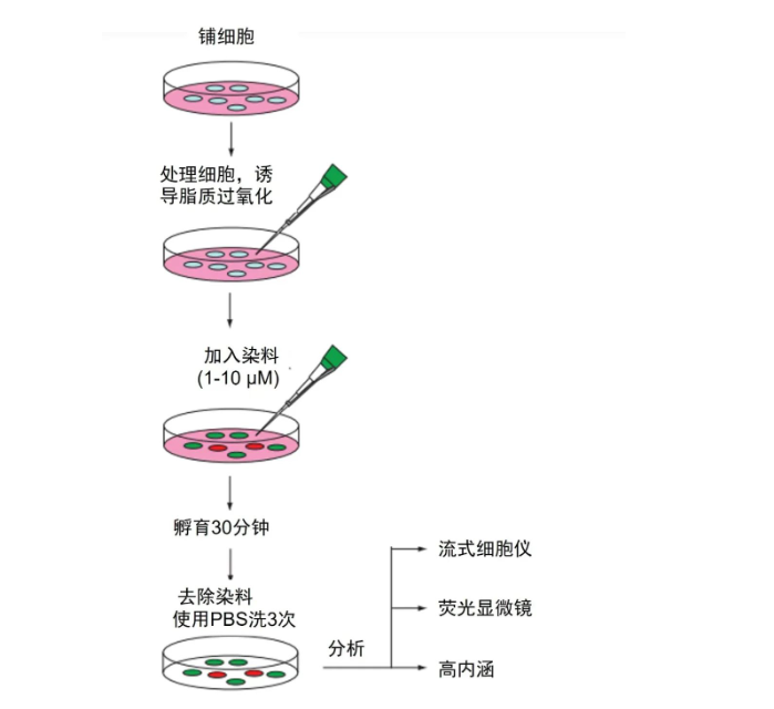 BODIPY™ 581/591 C11（脂质过氧化传感器）价格_品牌:Invitrogen-丁香通