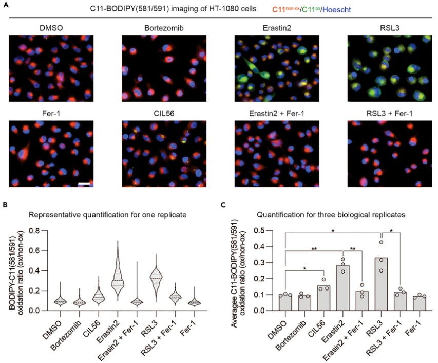 BODIPY™ 581/591 C11（脂质过氧化传感器）价格_品牌:Invitrogen-丁香通