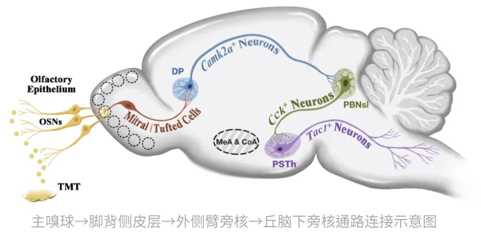 STARR MouseOx | 大小鼠清醒、无创长期血氧监测——脉搏血氧仪-公司新闻-上海玉研科学仪器有限公司