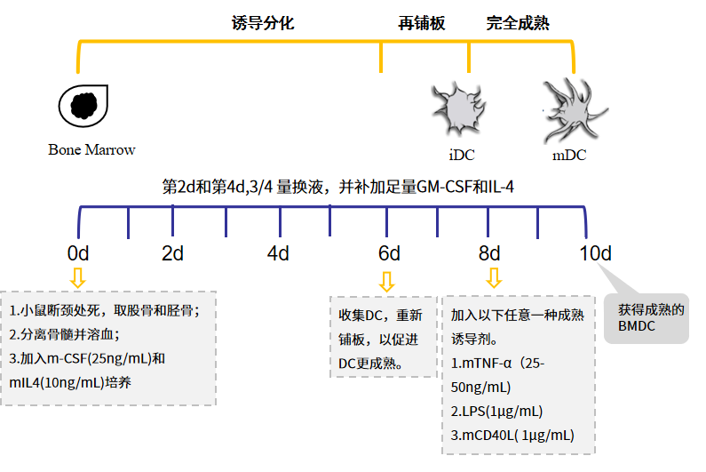 小鼠骨髓来源的树突状细胞（BMDC）培养方法及细胞因子的选择 - 企业动态 - 丁香通