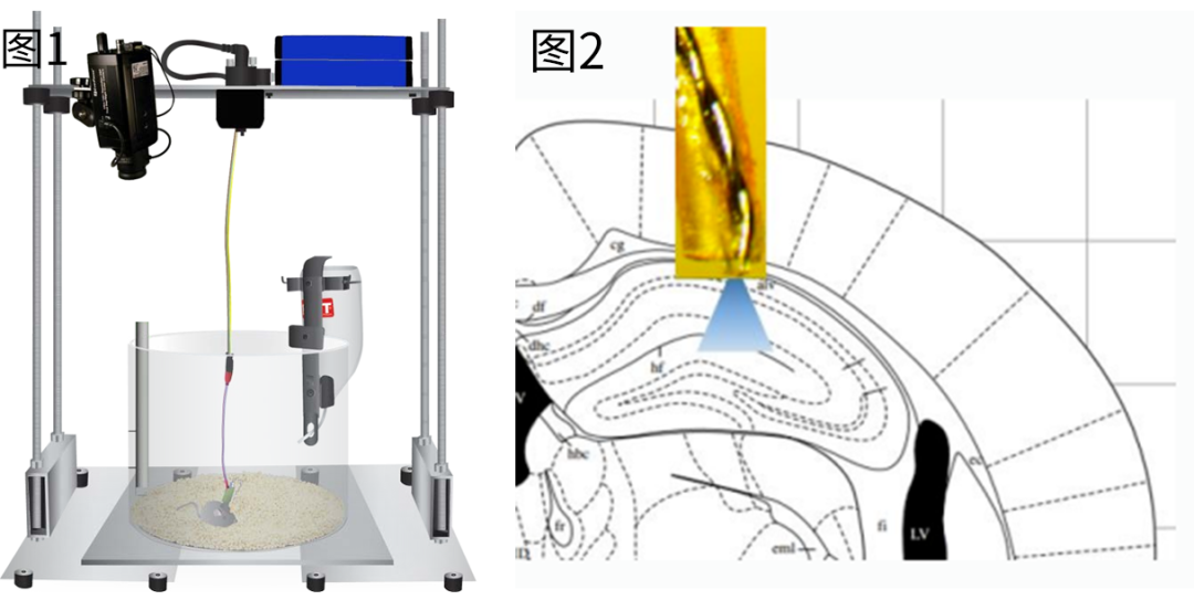操控大脑活动：光遗传技术让神经元控制从科幻到现实！-公司新闻-上海玉研科学仪器有限公司