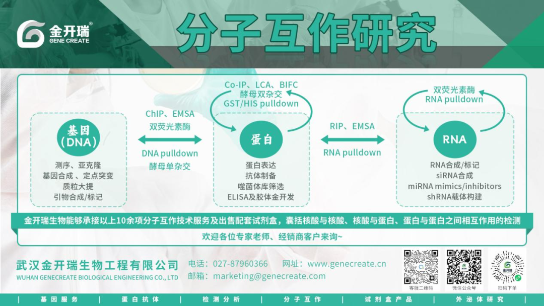 干货| 一文读懂并区分双荧光素酶实验（DLR）、双分子荧光互补(BiFC)、荧火素酶互补实验（ LCA） - 企业动态 - 丁香通
