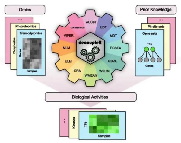 decoupleR推断单细胞相关通路及转录因子活性（内含代码） - 企业动态 - 丁香通