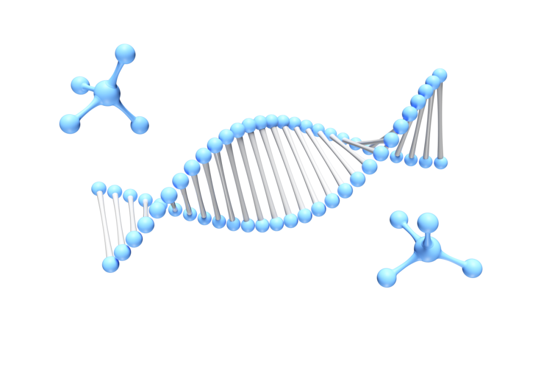 先导科普荟 | 肾纤维化小鼠模型助力肾脏疾病研究 - 企业动态 - 丁香通