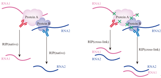 分子互作干货4丨RIP实验指南及常见问题_公司新闻_汉恒生物科技（上海）有限公司