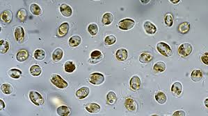 Science报道：生物界最大蛋白记录被打破，揭秘海洋中释放毒素的巨型聚酮合酶PKZILLA - 企业动态 - 丁香通