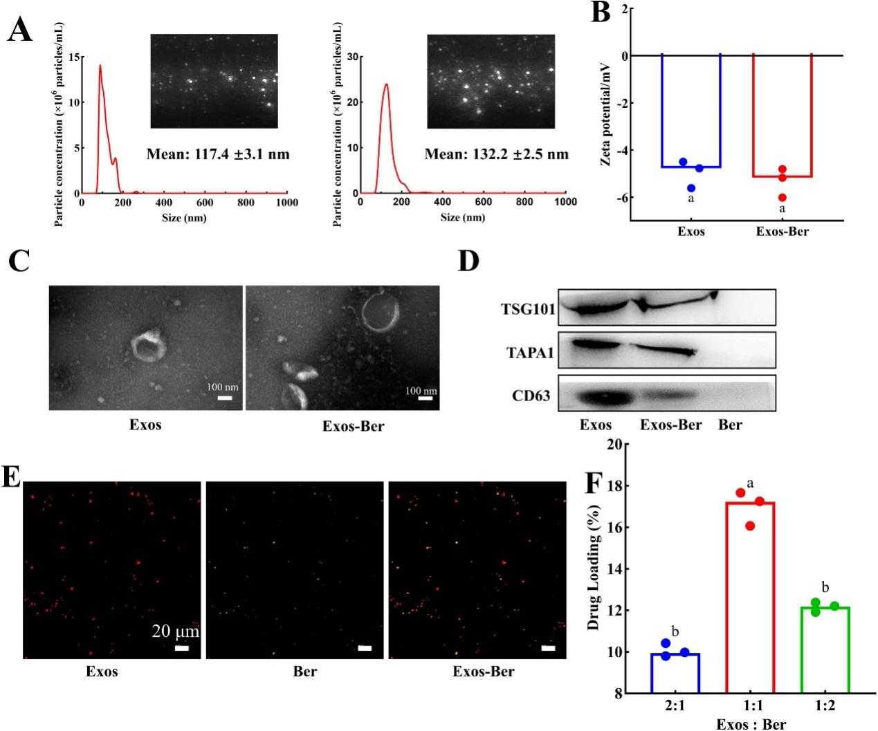 【J COLLOID INTERF SCI】9+，含有小檗碱的间充质干细胞衍生的外泌体用于溃疡性结肠炎治疗-公司新闻-研载生物科技（上海）有限公司