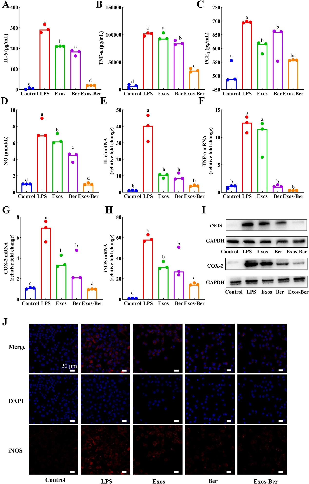 【J COLLOID INTERF SCI】9+，含有小檗碱的间充质干细胞衍生的外泌体用于溃疡性结肠炎治疗-公司新闻-研载生物科技（上海）有限公司