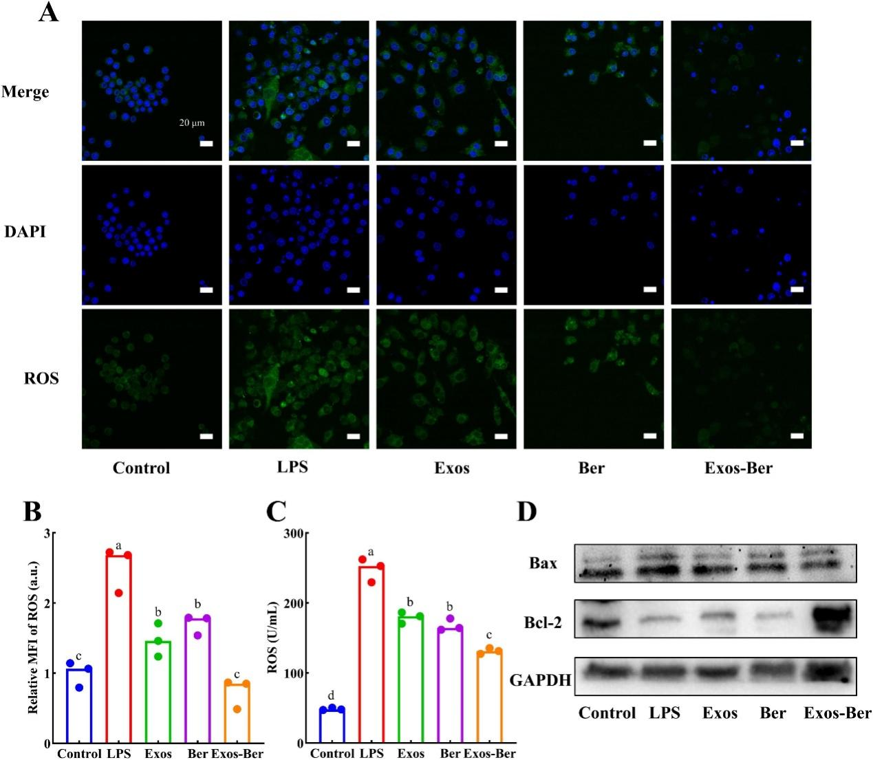 【J COLLOID INTERF SCI】9+，含有小檗碱的间充质干细胞衍生的外泌体用于溃疡性结肠炎治疗-公司新闻-研载生物科技（上海）有限公司