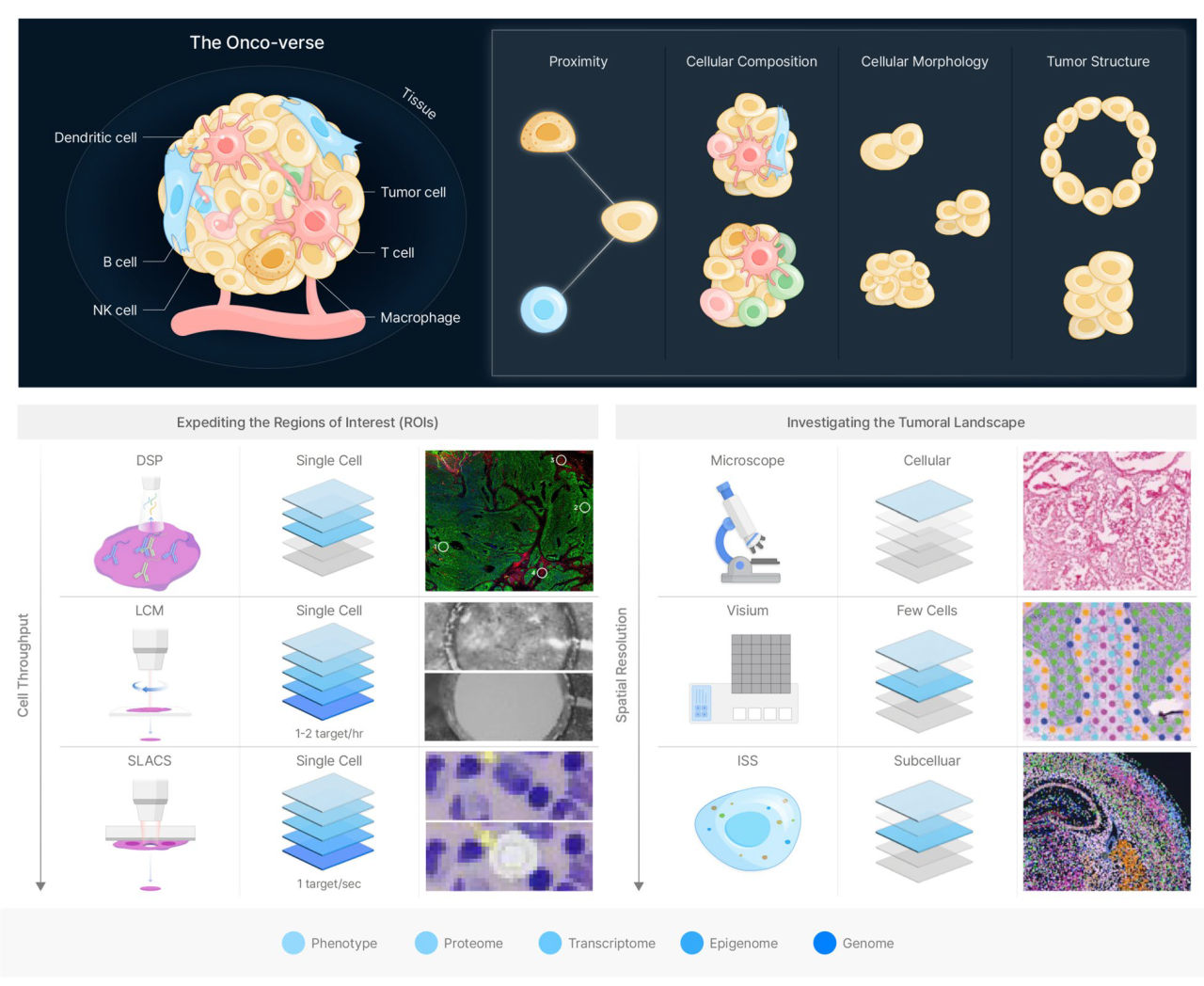 Mol Cancer（IF：27.7）| Mol Cancer（IF：27.7）| 全新洞察！看空间癌症生物学图谱如何赋能肿瘤研究！_企业动态_丁香通