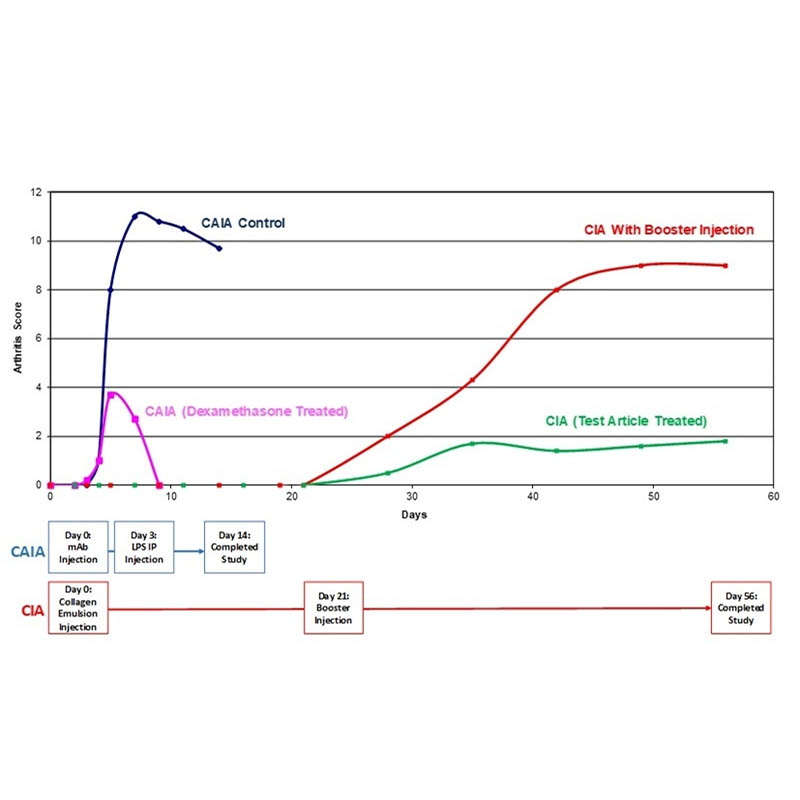 Chondrex 53100 Arthrogen CIA 5-Clone鸡尾酒试剂盒-100毫克价格_品牌:Chondrex-丁香通