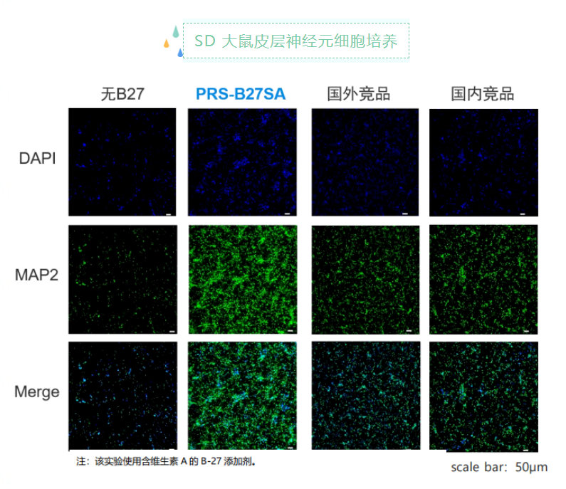 中科普瑞昇B-27无血清添加剂免费试用-公司新闻-北京百奥创新科技有限公司