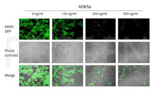 抗AAV-5、ADK 5a、小鼠单克隆抗体/anti-AAV-5, ADK5a, mouse mab促销 - 抗体 - 丁香通