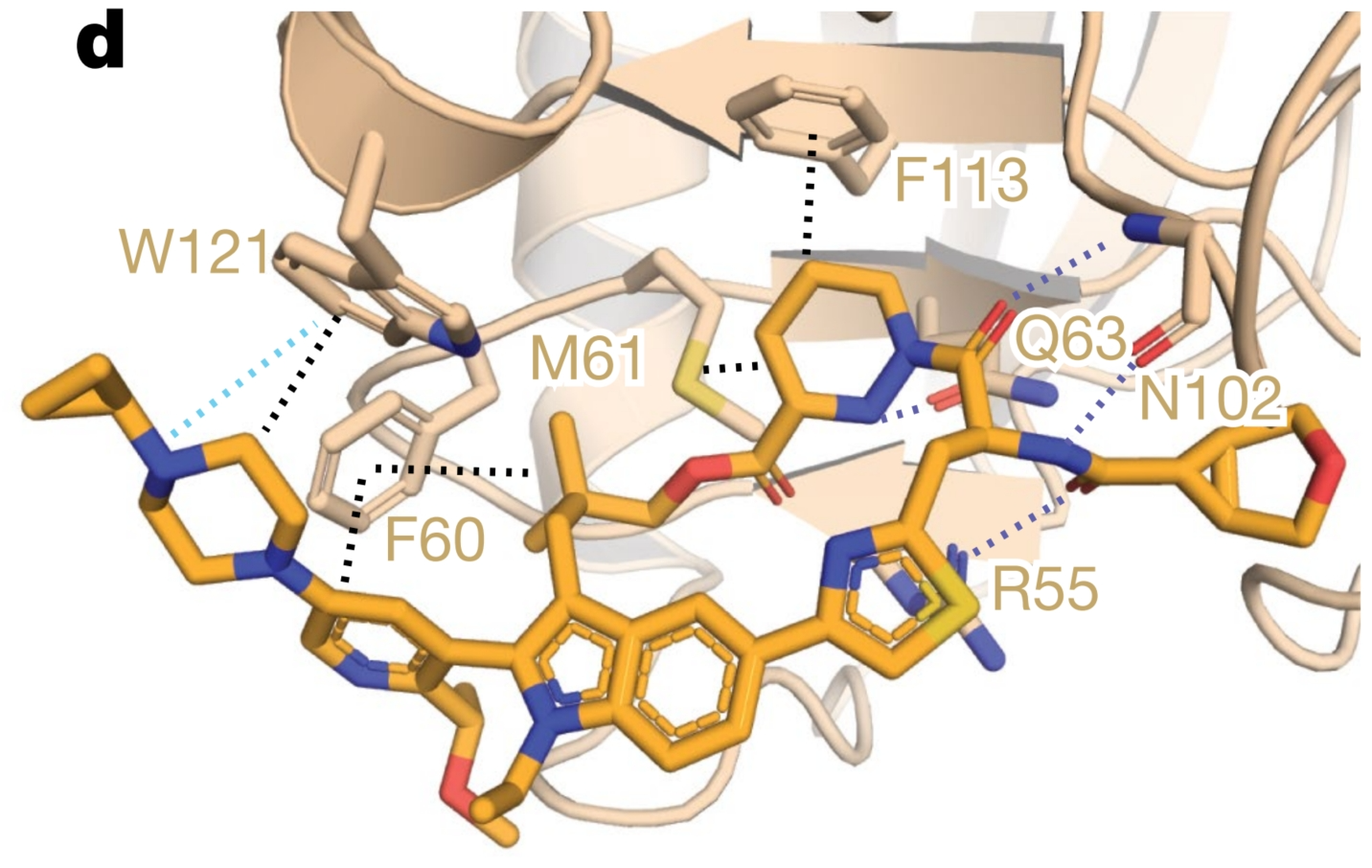 Nature重磅 | 癌症治疗新突破，RMC-7977展现强效RAS活性抑制作用_公司新闻_丁香通