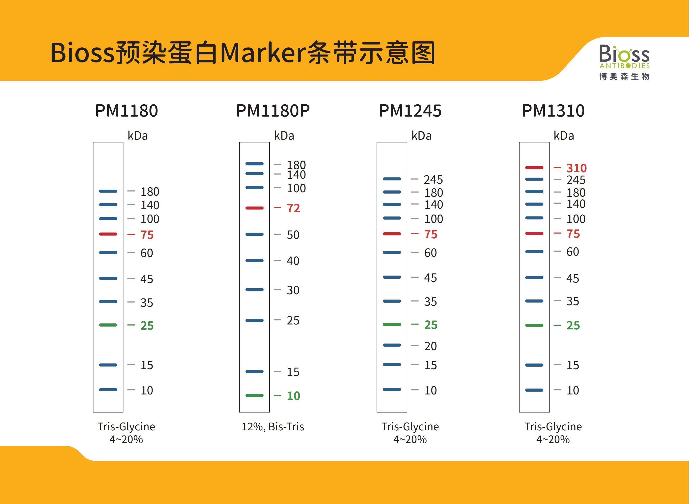 Bioss周周荐 | 彩色预染蛋白Marker-公司新闻-北京博奥森生物技术有限公司