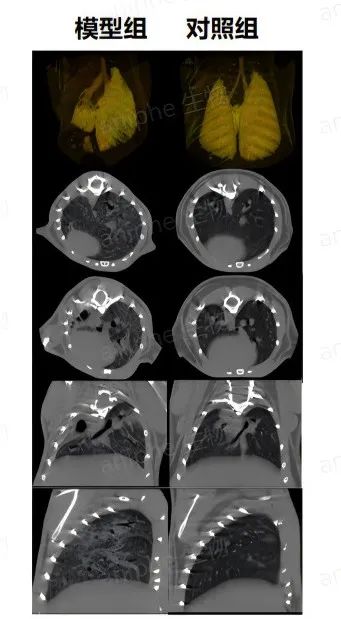肺纤维化PF模型构建方法，一图读懂小鼠CT影像变化！ - 企业动态 - 丁香通