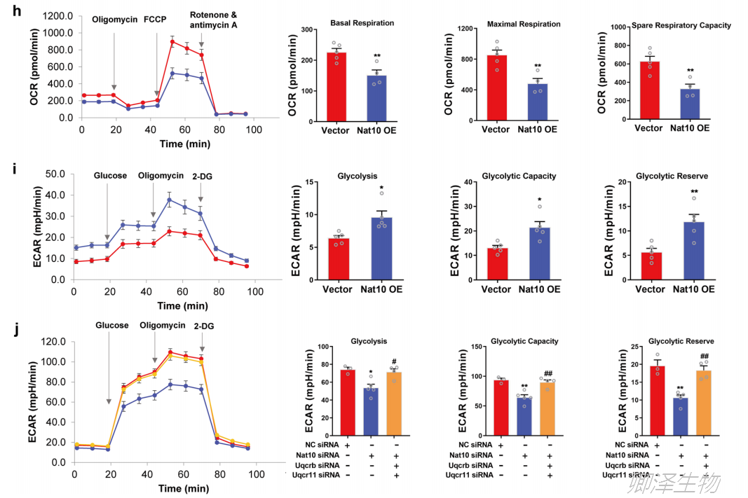 Nat Commun. | 翻译组学技术助力揭示Nat10在心脏再生中的关键作用 - 企业动态 - 丁香通
