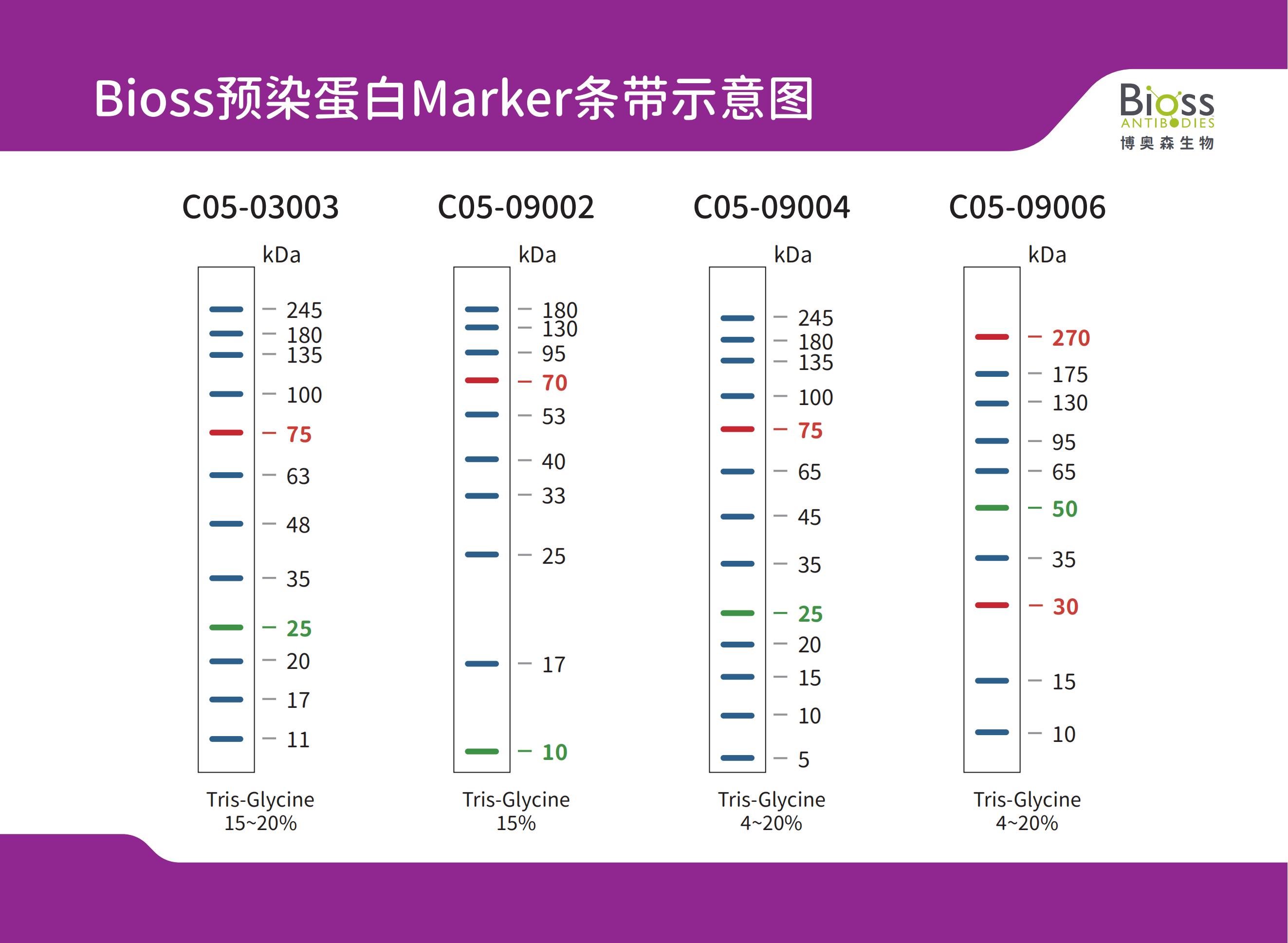 Bioss周周荐 | 彩色预染蛋白Marker-公司新闻-北京博奥森生物技术有限公司