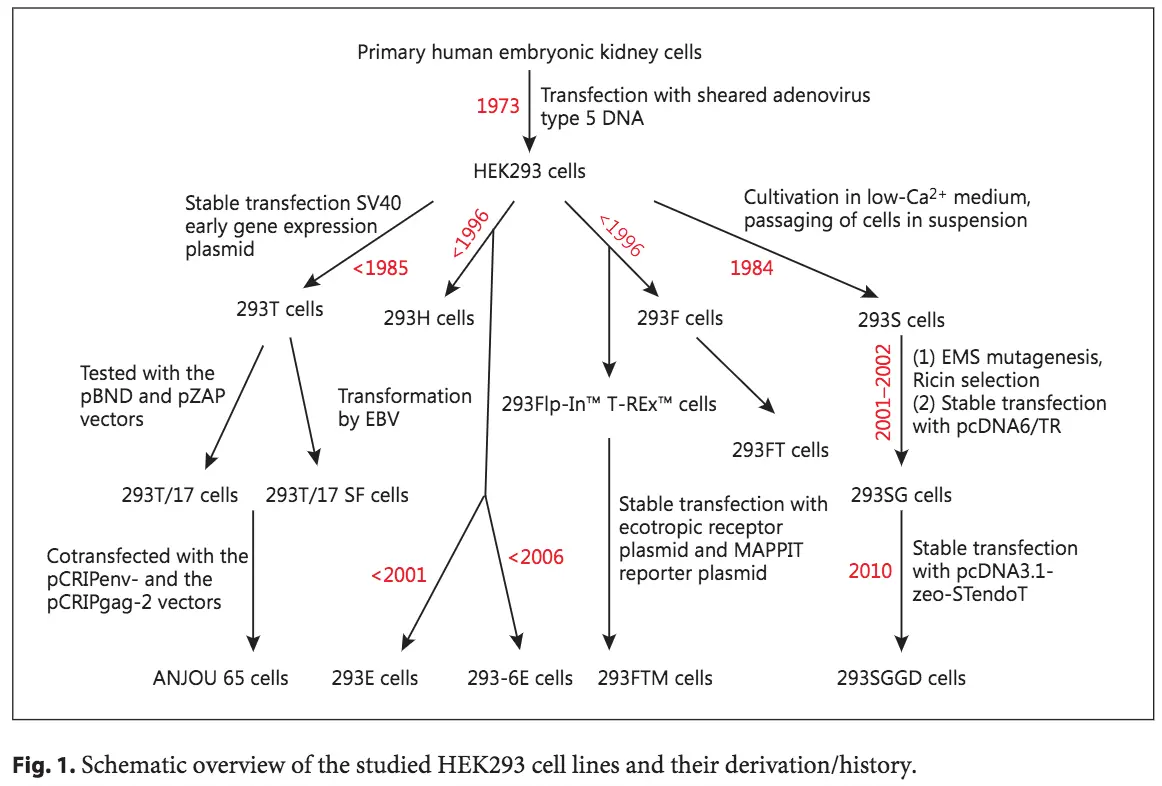 HEK293细胞系培养攻略 - 企业动态 - 丁香通