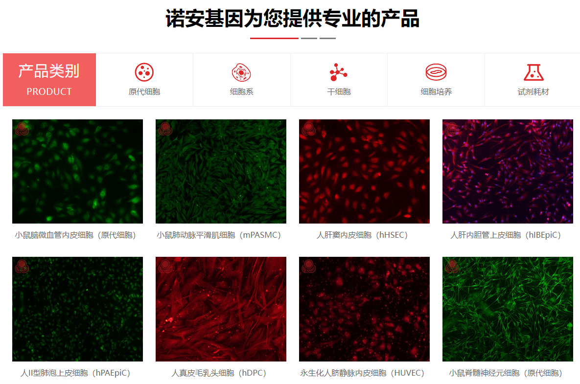 小鼠精母细胞；GC-2 spd（ts)价格_品牌:诺安基因-丁香通官网