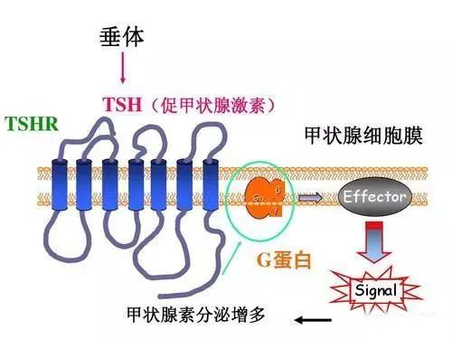 TSHR：甲状腺细胞代谢的关键调节因子 - 企业动态 - 丁香通